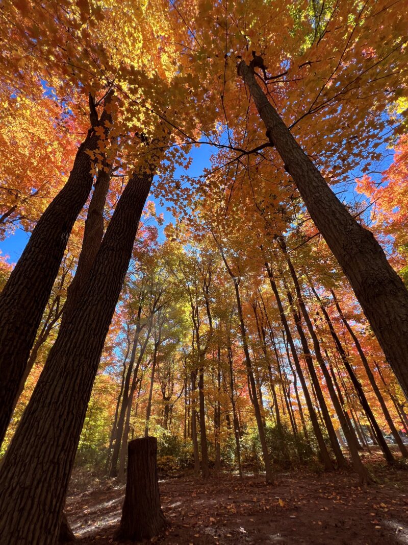 The Grove: Natural Burial Ground Fall 2024 - Maplewood Cemetery